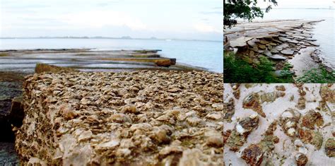 สุสานหอยแหลมโพธิ์ อำเภอเมือง จังหวัดกระบี่ ชั้นหินที่