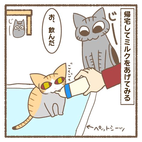 あん三郎との出会い〜台風を乗り越えた三毛猫ちゃん〜③ │ 真鍋はまのねこまんが