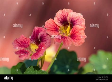 Famiglia Tropaeolaceae Immagini E Fotografie Stock Ad Alta Risoluzione
