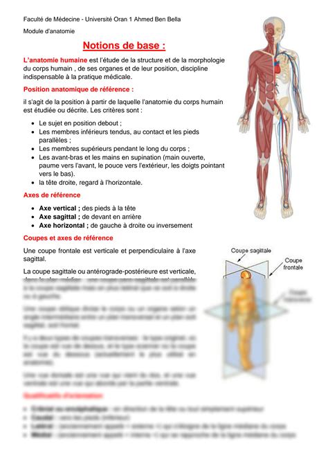 Solution Anatomie Humaine Notions De Base Studypool