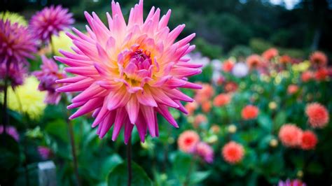美丽的大丽花粉红色的花 桌面壁纸 1600x900 壁纸下载 CN HDWALL365