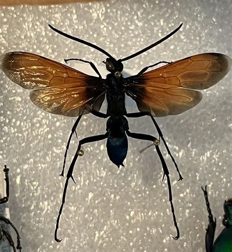 Tarantula Hawk R Whatsthisbug