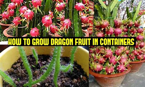 Growing Dragon Fruit Pots