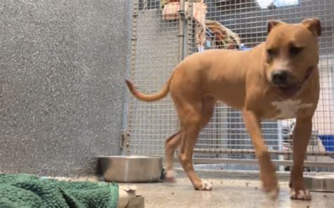 Dog Returned To Shelter Year After Adoption Still Struggling 380 Days
