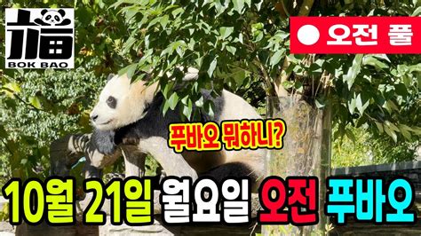 10월 21일 월요일 오전 푸바오 풀영상 입니다 허허의 관심에 푸바오는 시큰둥 Youtube