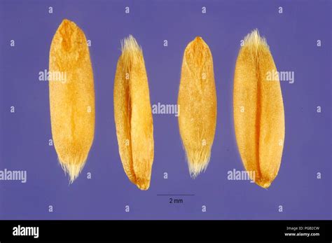 Avena Nuda Fotos Und Bildmaterial In Hoher Auflösung Alamy