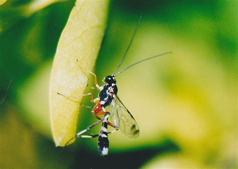 Banded Pupa Parasite Wasp Leptobatopsis Sp