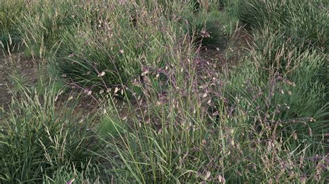 Briza Media Quaking Grass 3d Model Turbosquid 1974348