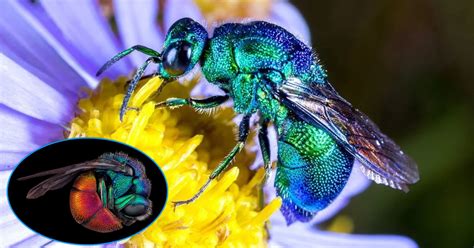 ကိုယ်ပေါ်က သတ္တုဒြပ်စင်တွေကြောင့် ရောင်စုံခန္ဓာကိုယ်ပိုင်ဆိုင်ထားတဲ့ ကော့ကွတ်နကျယ်ကောင