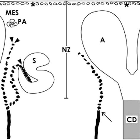 Optical Microscopy Of The Nephrogenic Zone Nz Of A 1 Day Old
