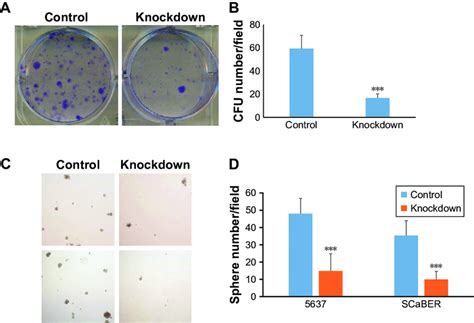 Yap Is Required For Self Renewal Capacity Of Bladder Cancer Cells