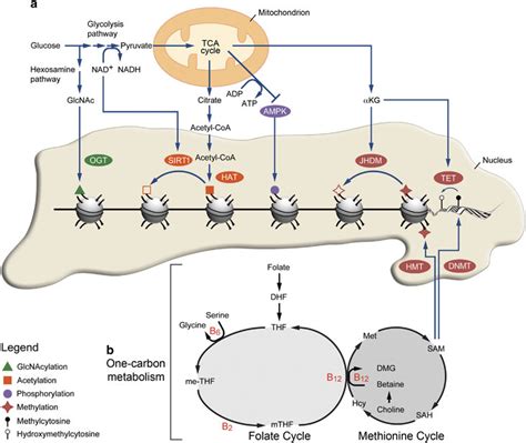 From Metabolism To Epigenetic Remodeling A Sirt1 Activity Depends On