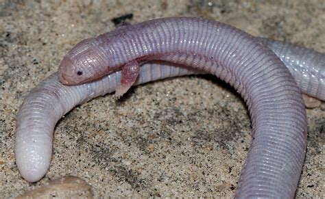 Baja Worm Lizard