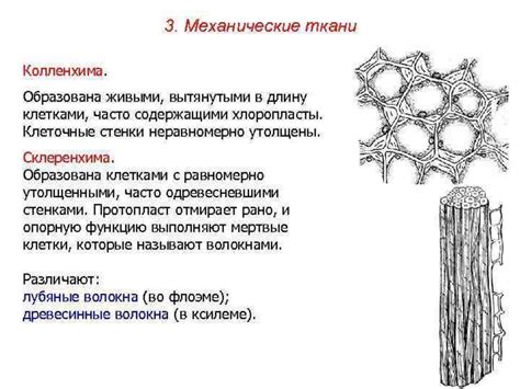 Основная ткань паренхима презентация онлайн
