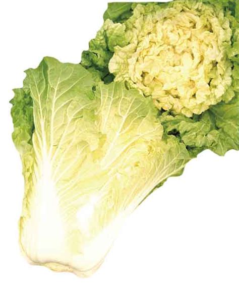 葉菜類白菜 小林種苗株式会社