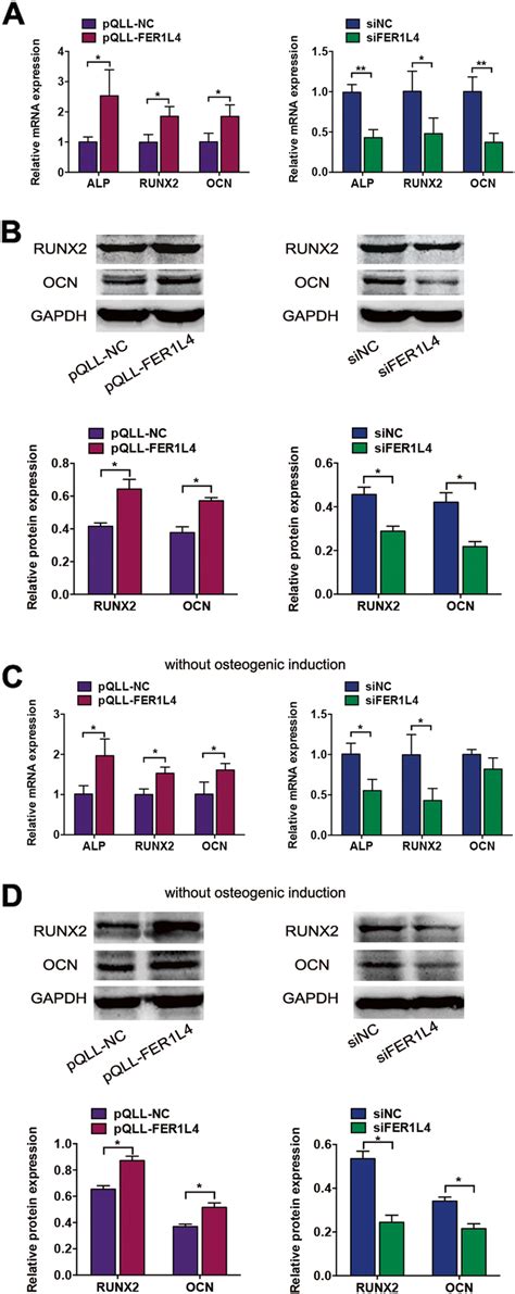 Fer1l4 Upregulated The Expression Of Osteogenic Markers In Pdlscs