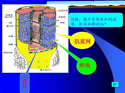组织学与胚胎学课件——肌肉组织word文档在线阅读与下载无忧文档