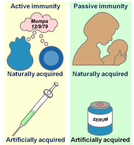 Innate Immunity Flashcards Quizlet