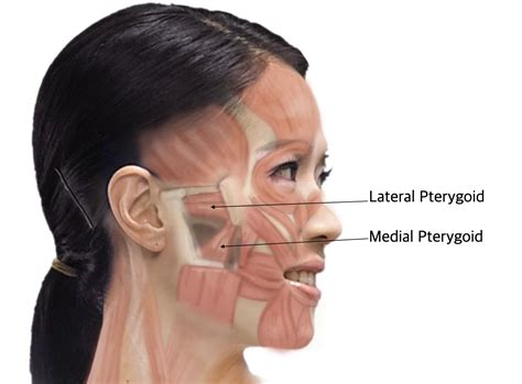 21화 엉덩이 Vs 턱근육 사각턱 턱관절 장애