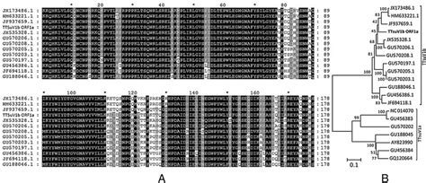 Alignments Of Amino Acid Sequence Of Ttsuv1b Orf1a A And Phylogenetic