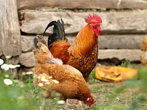 Can Chickens Eat Bananas Peels