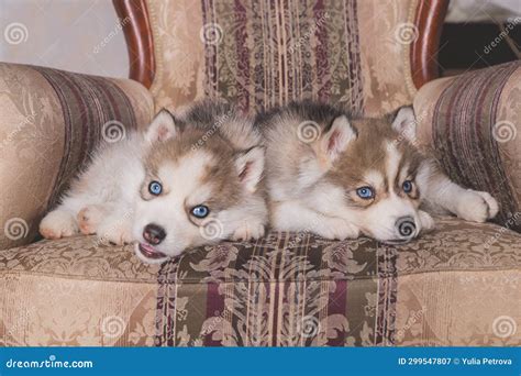 Two Of Siberian Husky Puppies With A Black Nose And Blue Eyes Are
