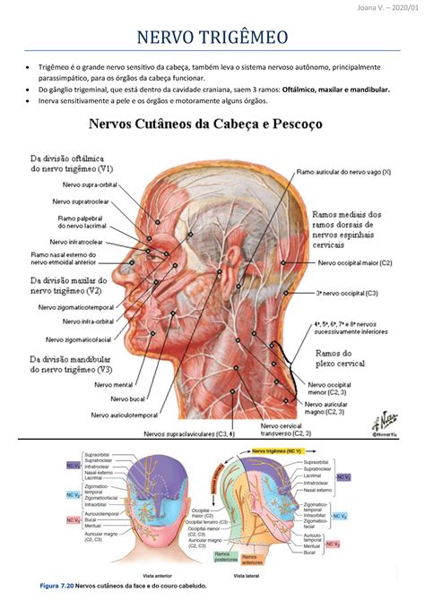 2 Nervo Trigêmio E Nervo Facial Nervo TrigÊmeo Trigêmeo é O Grande