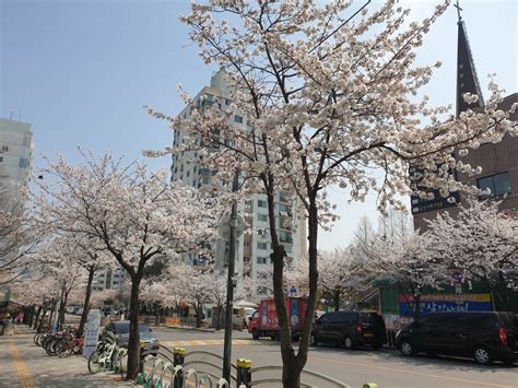우리 동네 벚꽃 근황 Mlbpark