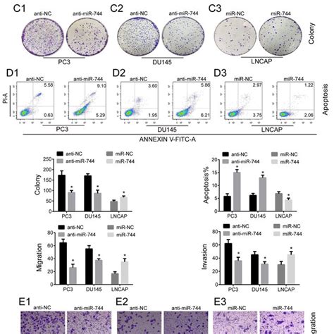 Mir 744 Promotes Pca Cells Proliferation Migration And Invasion But
