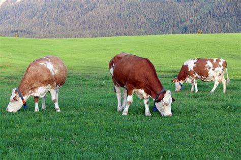 Transforming Livestock Management Leveraging Gps Tracking With