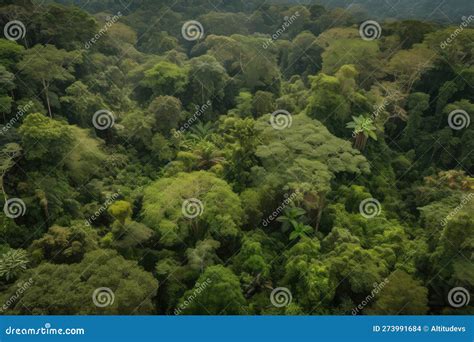Amazons Jungle With The Canopy Of Trees And Vines Visible From Above