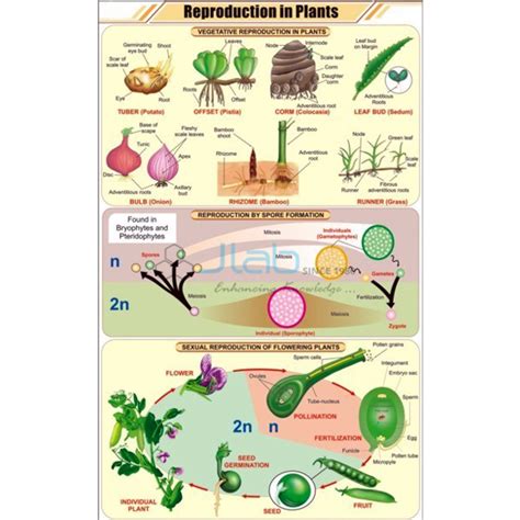 Reproduction In Plants Chart India Manufacturers Suppliers