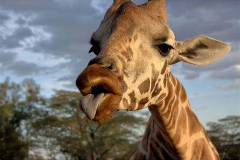 What Color Is A Giraffes Tongue Unveiling The Mystery Nature And