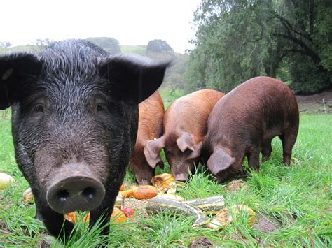 The Farm — Tara Firms Farms