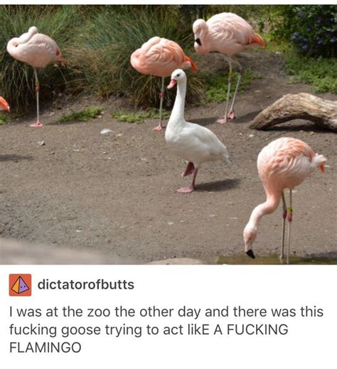 Duck Duck Flamingo R Tumblr