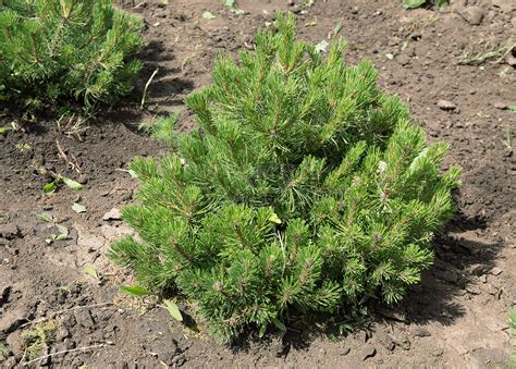 Сосна горная ф. мугус - Pinus mugo var. mughus - Каталог-магазин ...