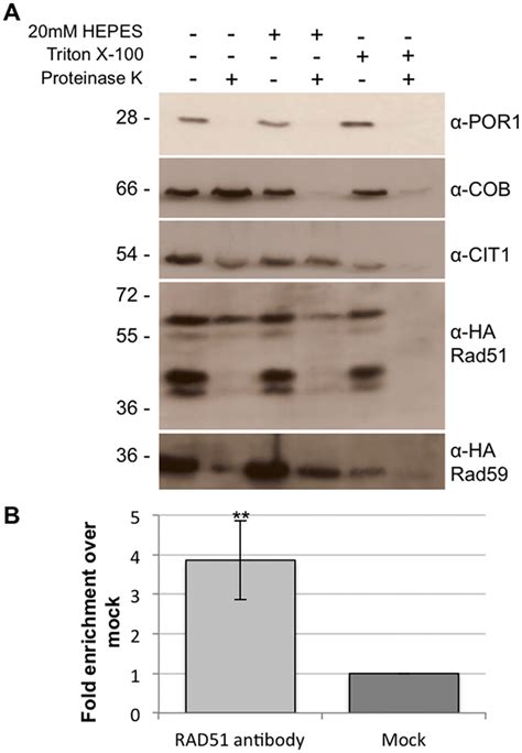 Rad51p And Rad59p Localize To The Mitochondrial Matrix A Intact