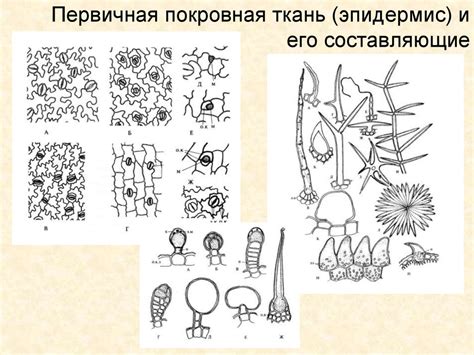 Ткани высших растений презентация онлайн