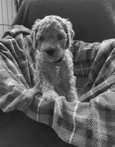 2024 Litter Westcott Goldendoodles