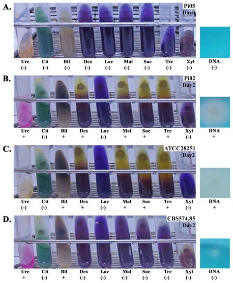 Biochemical And Genetic Analyses Of The Oomycete Pythium Insidiosum Provide New Insights Into