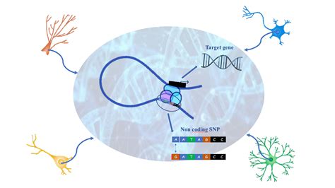 the importance of non coding variants in neuropsychiatric disorders