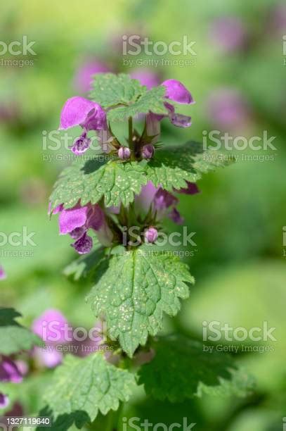 라뮴 Purpureum 야생 분홍색 꽃 보라색 죽은 쐐기풀 꽃 꽃 식물의 그룹 0명에 대한 스톡 사진 및 기타 이미지 0명