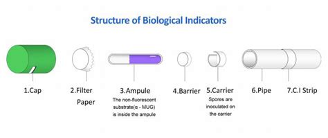 48h Plasma Biological Indicator Testing For Sterilization Biological Indicator Bowie Dick