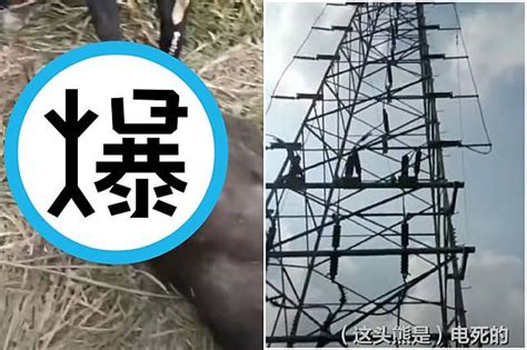 這區域大跳電怪黑熊！慎入 黑熊爬高壓電被電到慘死 鏡週刊 Line Today