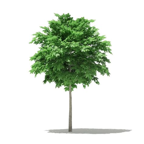 Norway Maple 3d Models Download