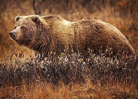 Grizzlybär Grizzly bear qaz wiki