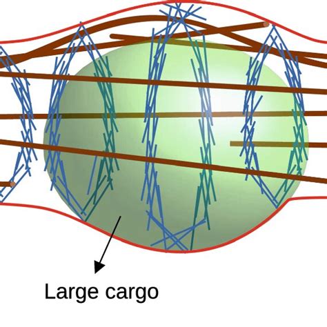 Actin Rings Blue Sketched According To The Closed Ring Hypothesis Pan