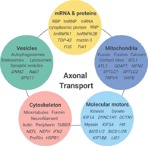 Overview Of The Subcellular Components And Genes Illustrated By Gene Download Scientific