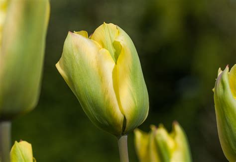 Tulip Formosa Bulbs Viridiflora Tulips Gee Tee Bulbs Uk