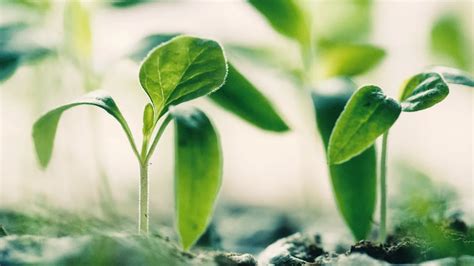 Maximizing Startup Success The Strategic Advantage Of Partnering With